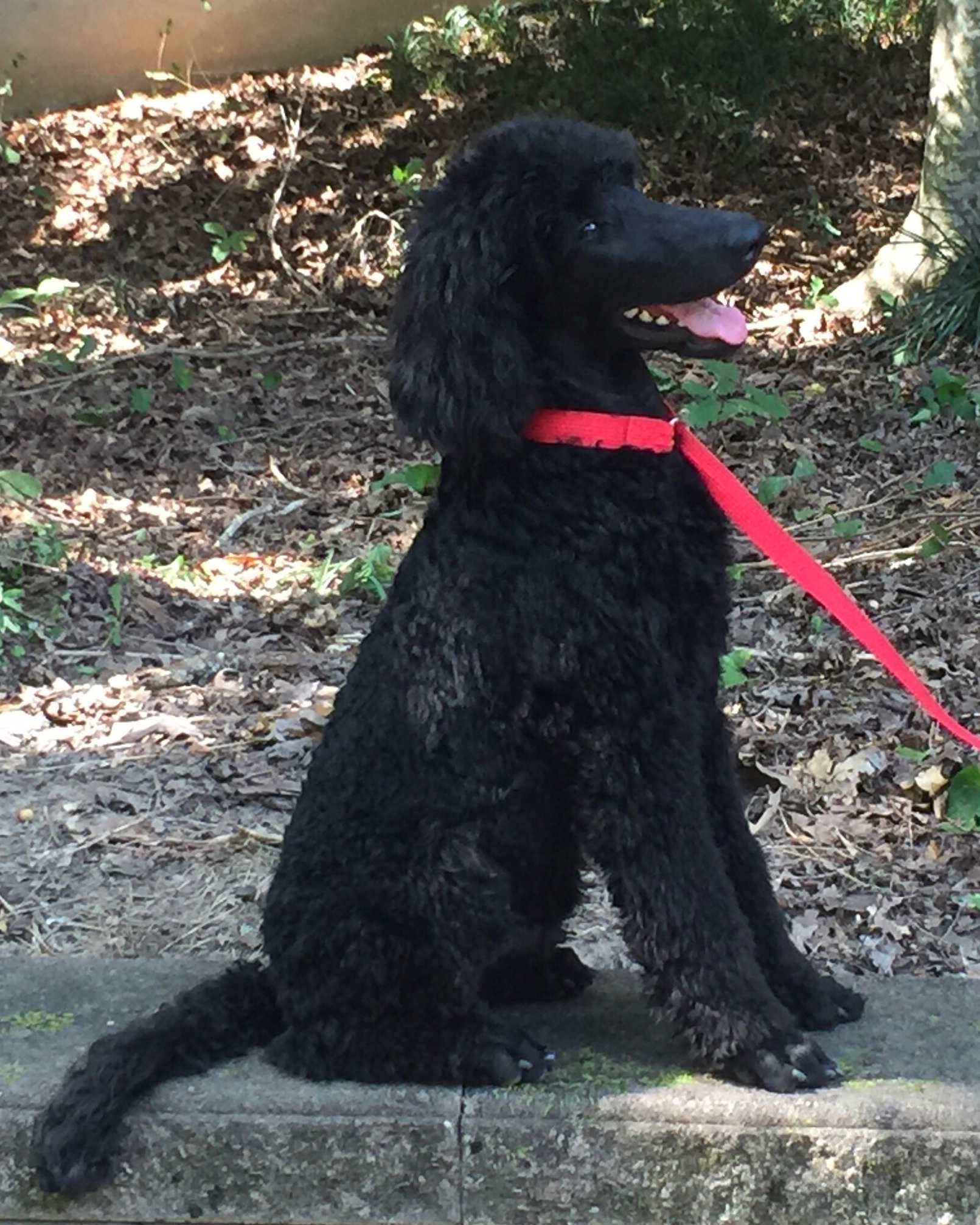 Poodle Mojo | Buy Poodle Puppies from Poodle Mojo