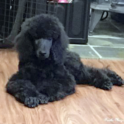 Poodle Mojo | Buy Poodle Puppies from Poodle Mojo