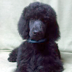 Poodle Mojo | Buy Poodle Puppies from Poodle Mojo