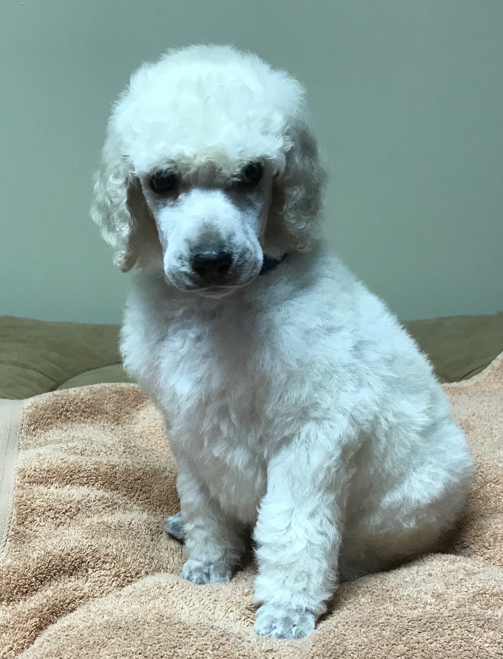 Sesame - SOLD - Poodle Mojo