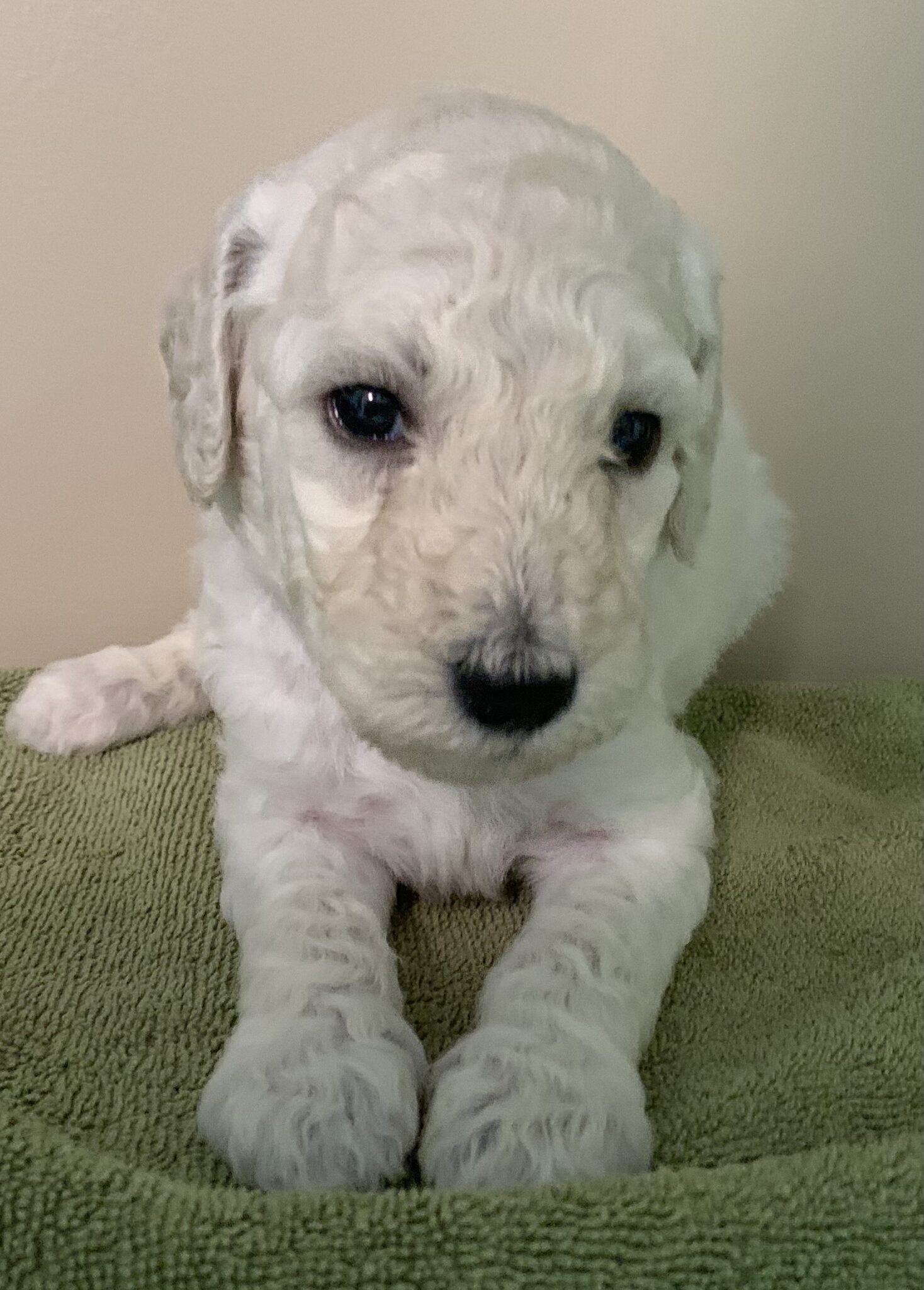 Juniper - SOLD - Poodle Mojo