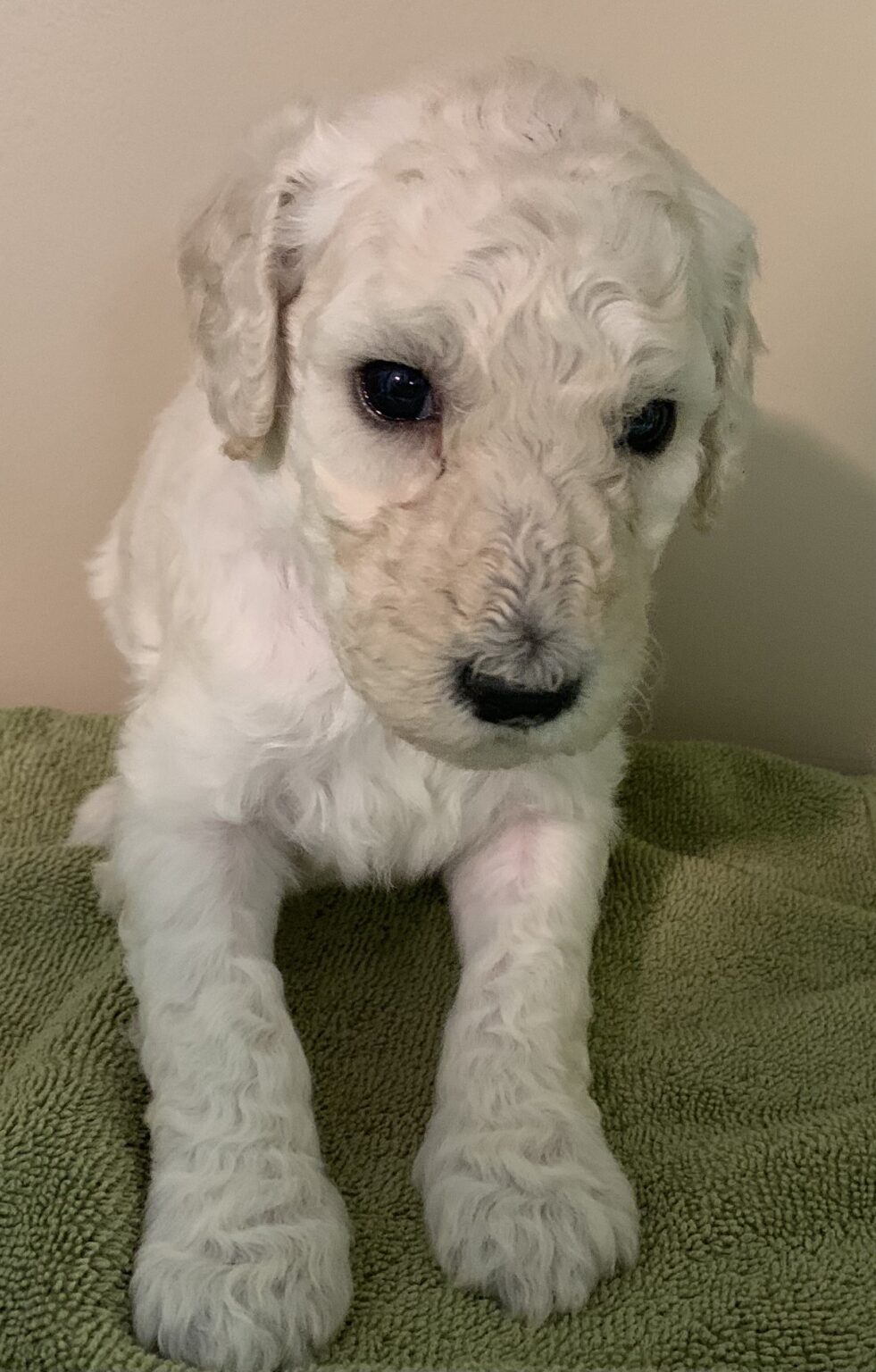 Poppy - SOLD - Poodle Mojo