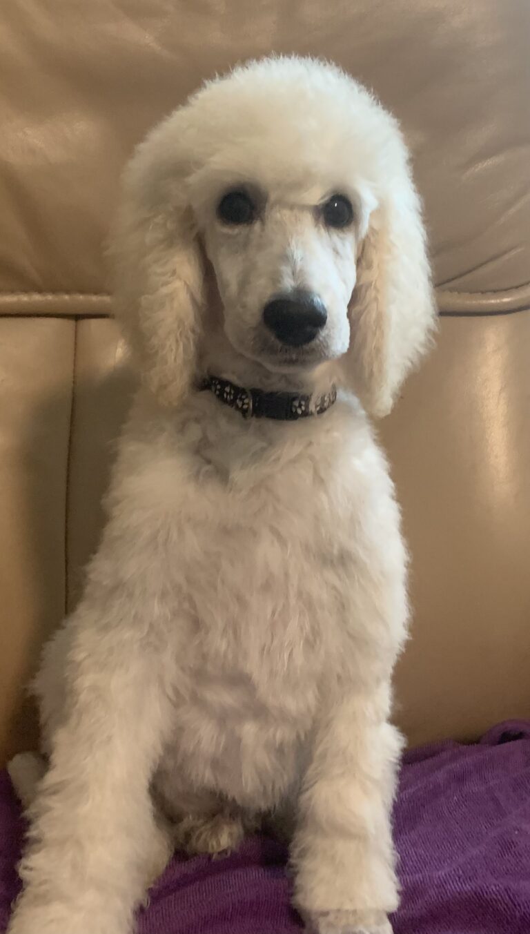 Trained Poodles | Poodle Mojo