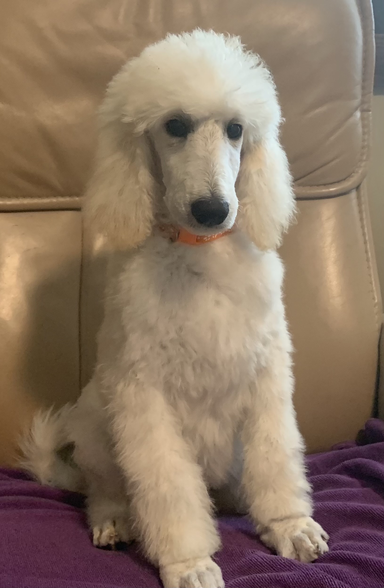 Trained Poodles | Poodle Mojo