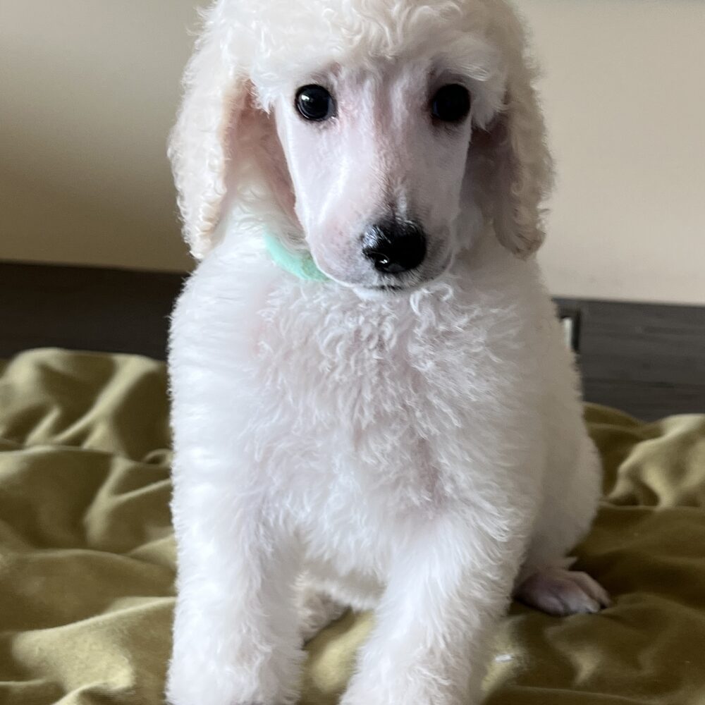 Trained Poodles - Poodle Mojo