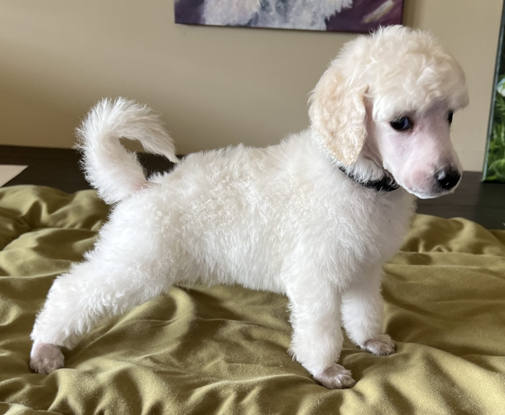 Trained Poodles - Poodle Mojo