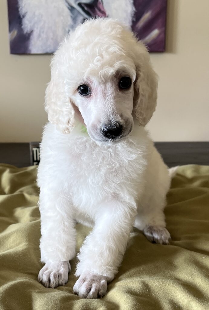 Trained Poodles - Poodle Mojo