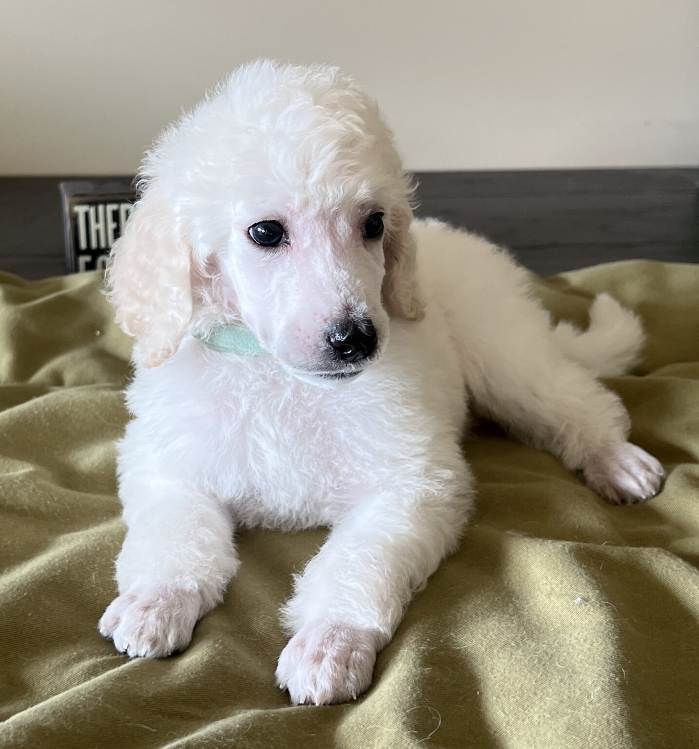 Trained Poodles - Poodle Mojo