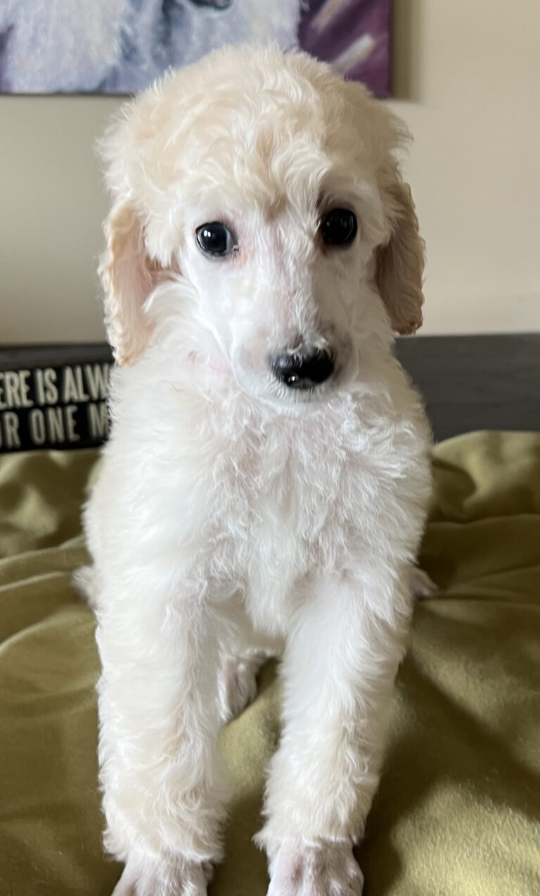 Trained Poodles - Poodle Mojo