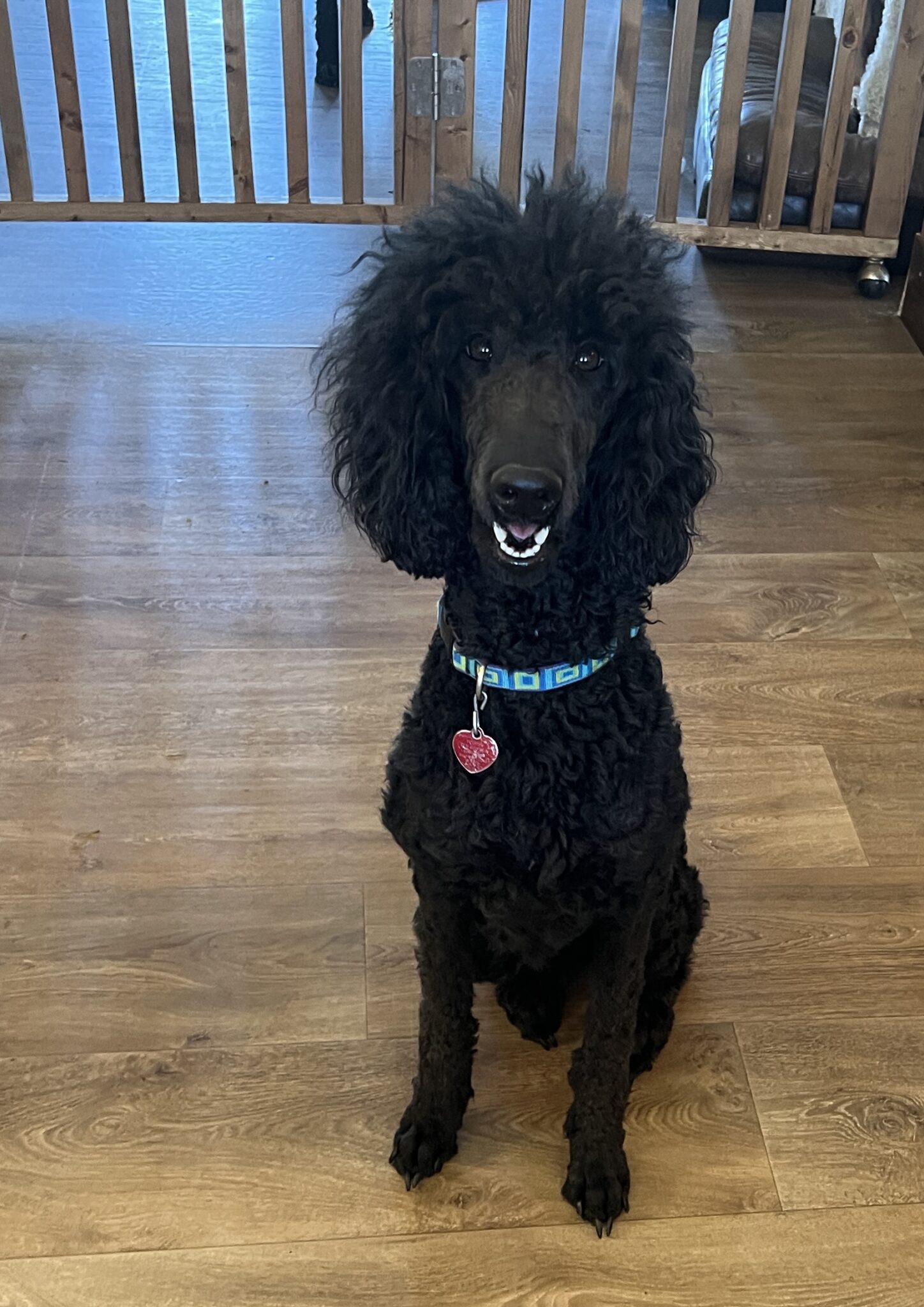 Trained Poodles - Poodle Mojo