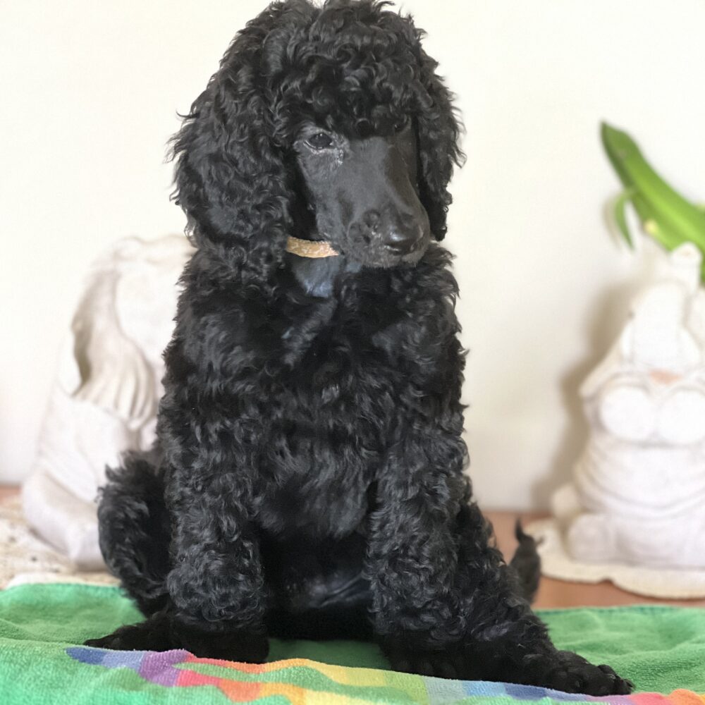 Trained Poodles - Poodle Mojo