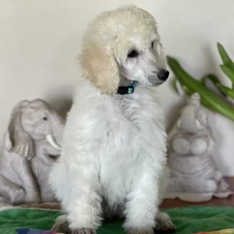 Trained Poodles - Poodle Mojo