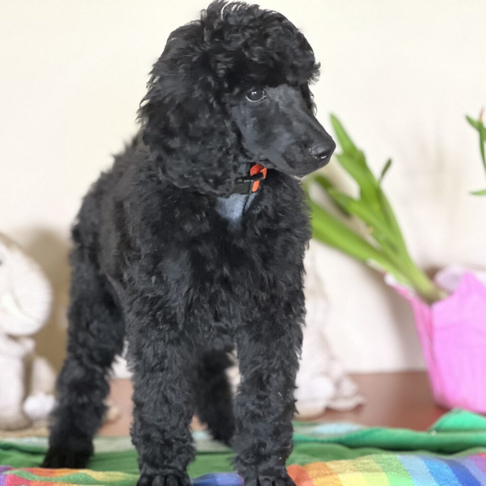 Trained Poodles - Poodle Mojo