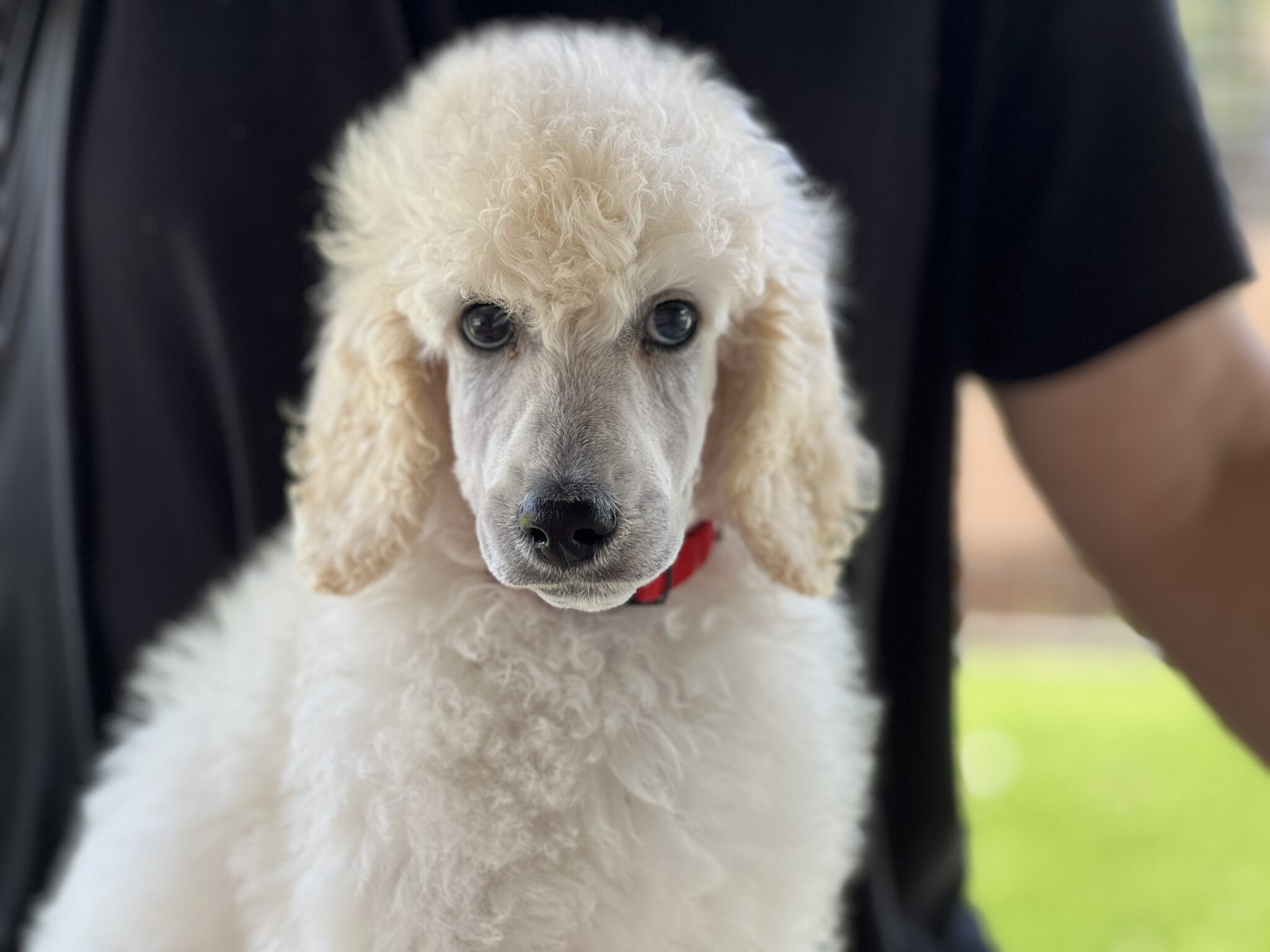 Trained Poodle Puppies - Poodle Mojo