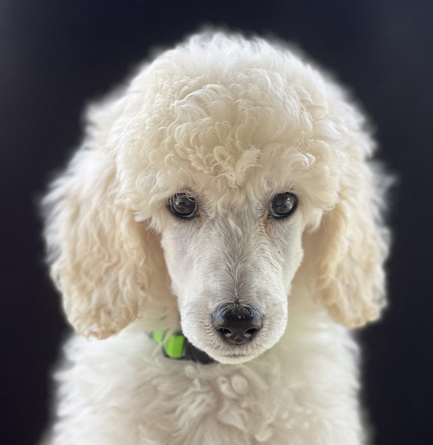 Trained Poodle Puppies - Poodle Mojo