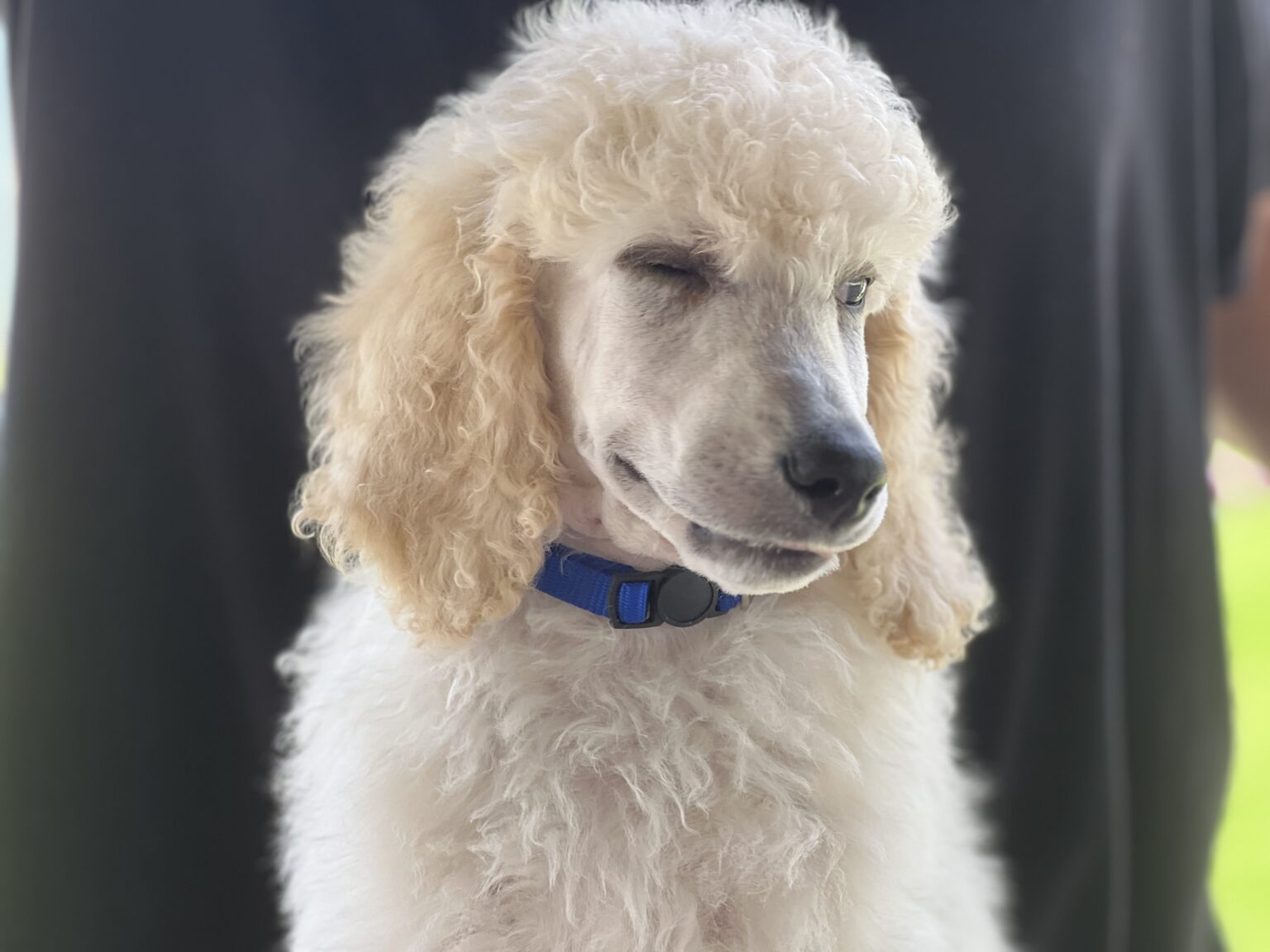 Trained Poodle Puppies - Poodle Mojo