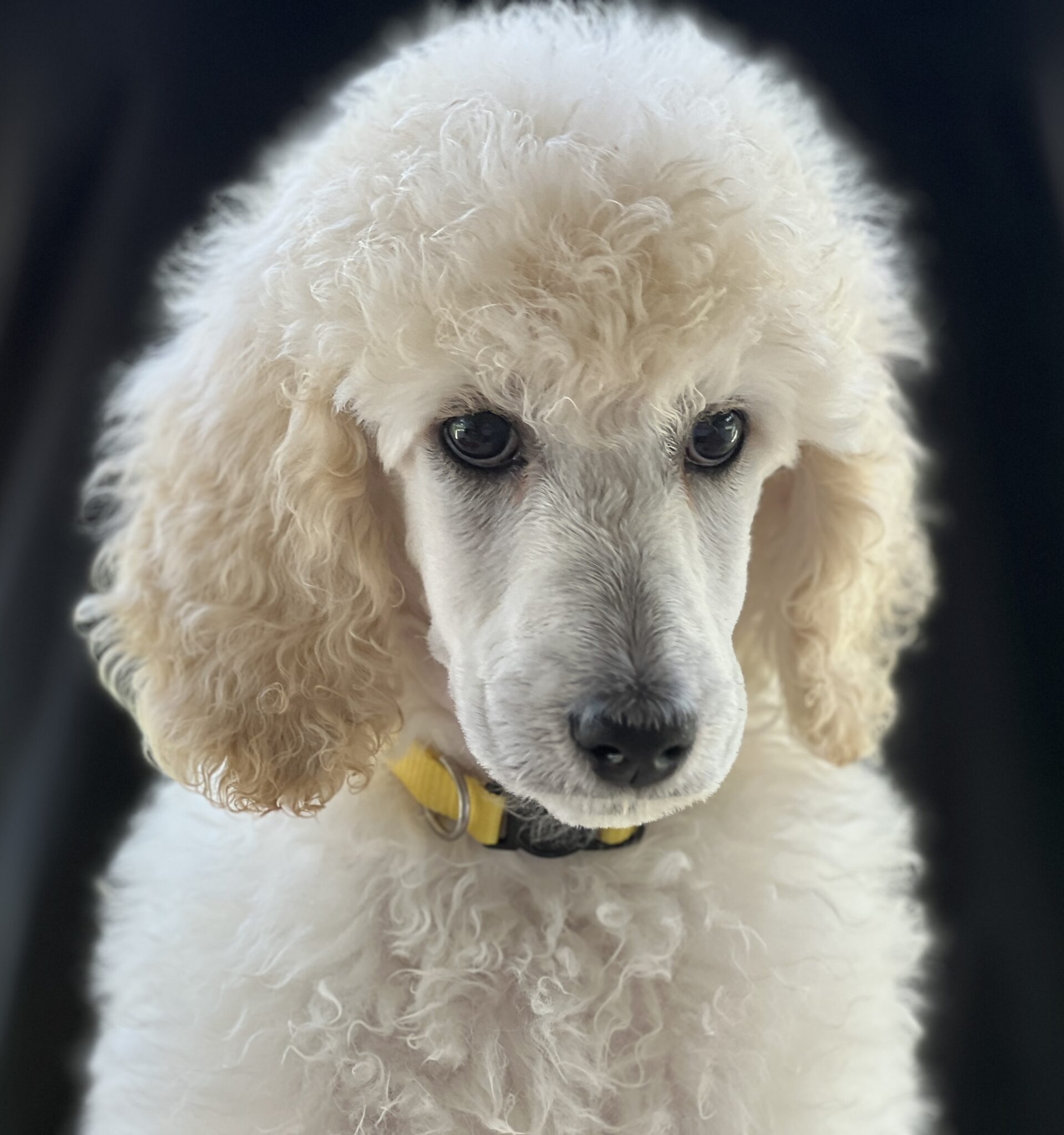 Trained Poodle Puppies - Poodle Mojo