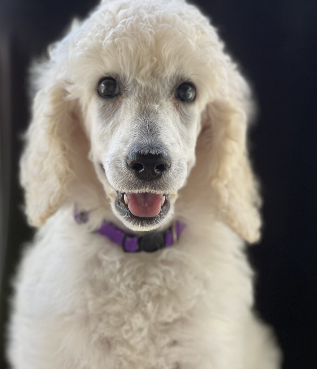 Trained Poodle Puppies - Poodle Mojo