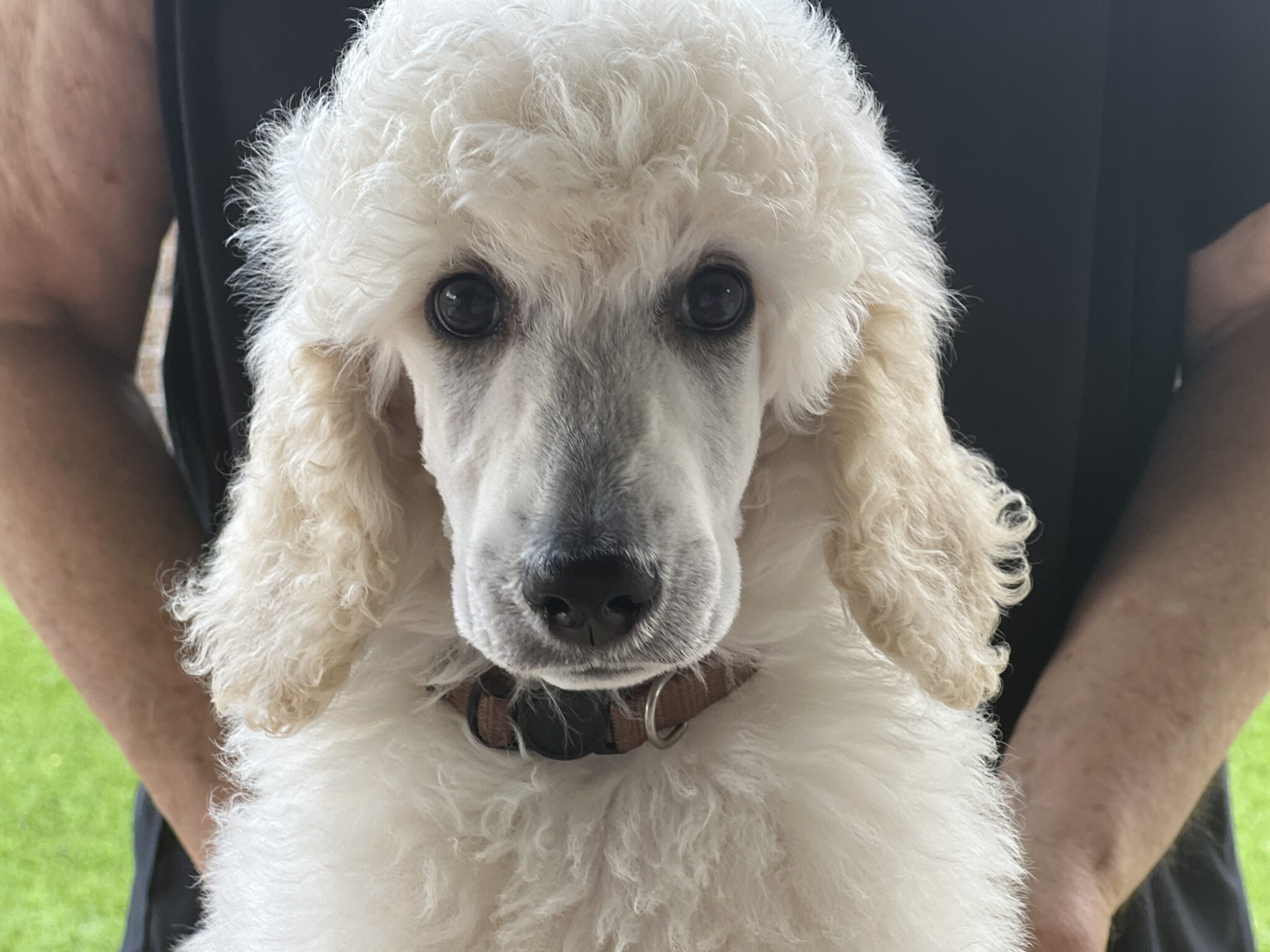 Trained Poodle Puppies - Poodle Mojo