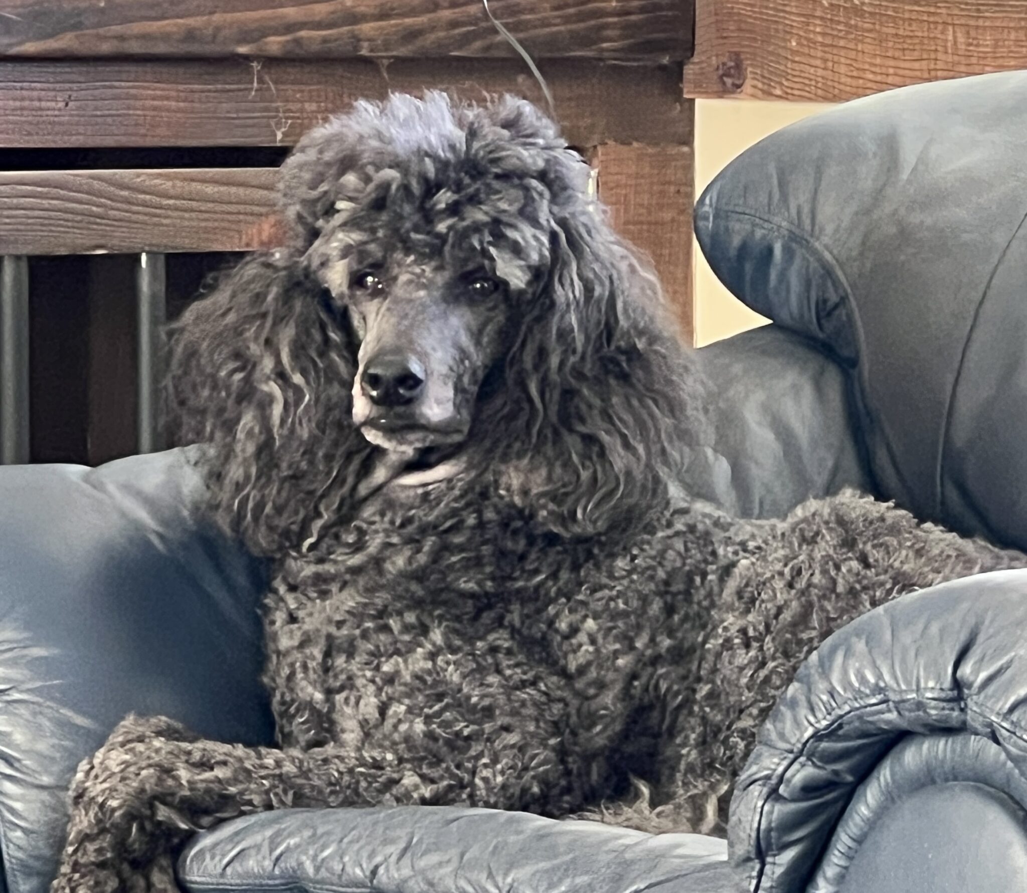 Trained Poodle Puppies - Poodle Mojo