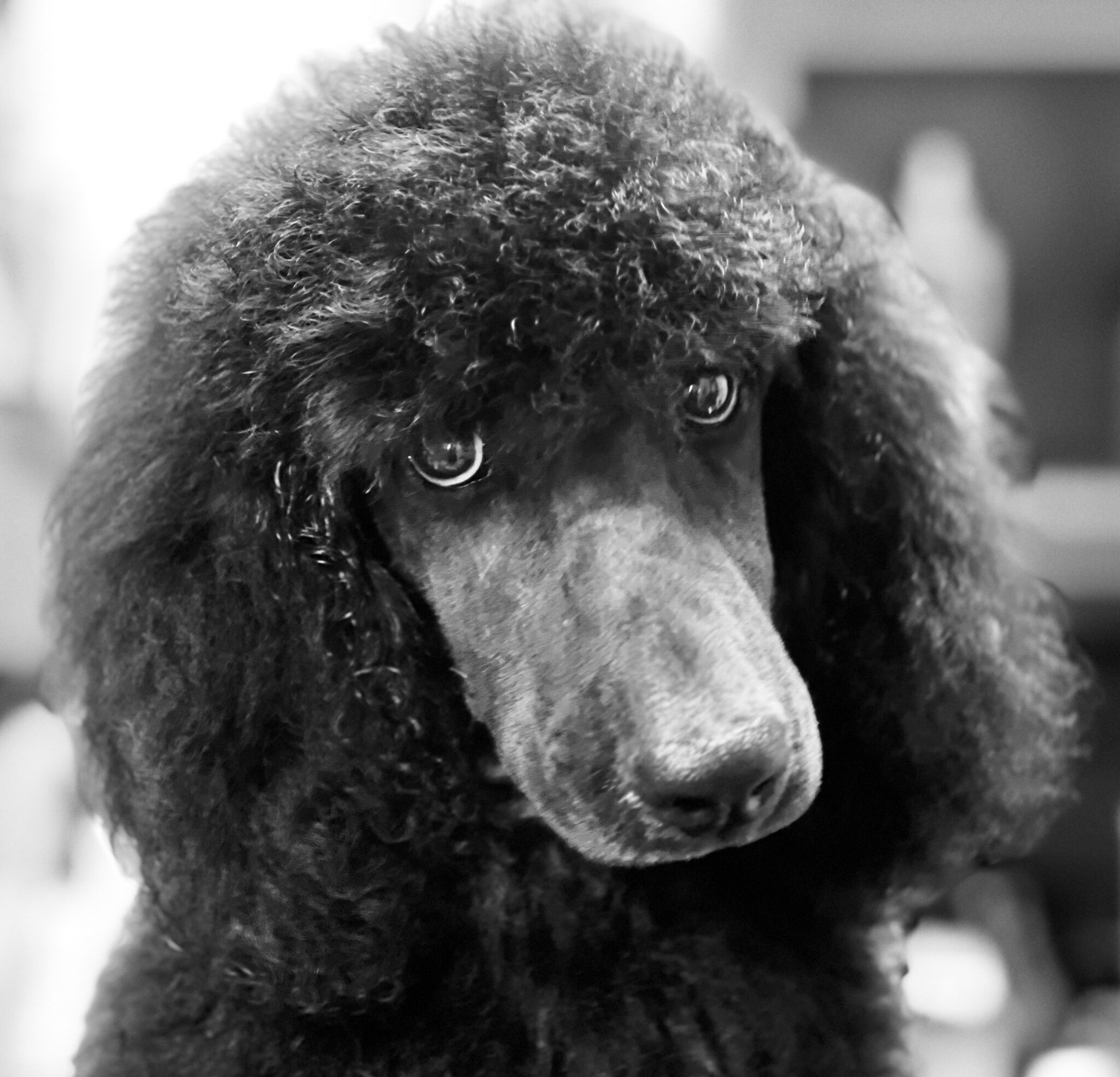 Trained Poodle Puppies - Poodle Mojo